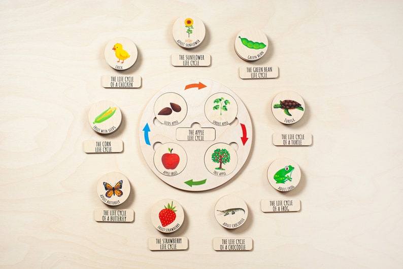Gift for Kids Wooden Puzzle, Life Cycle Puzzle, Montessori Toys, Life ...