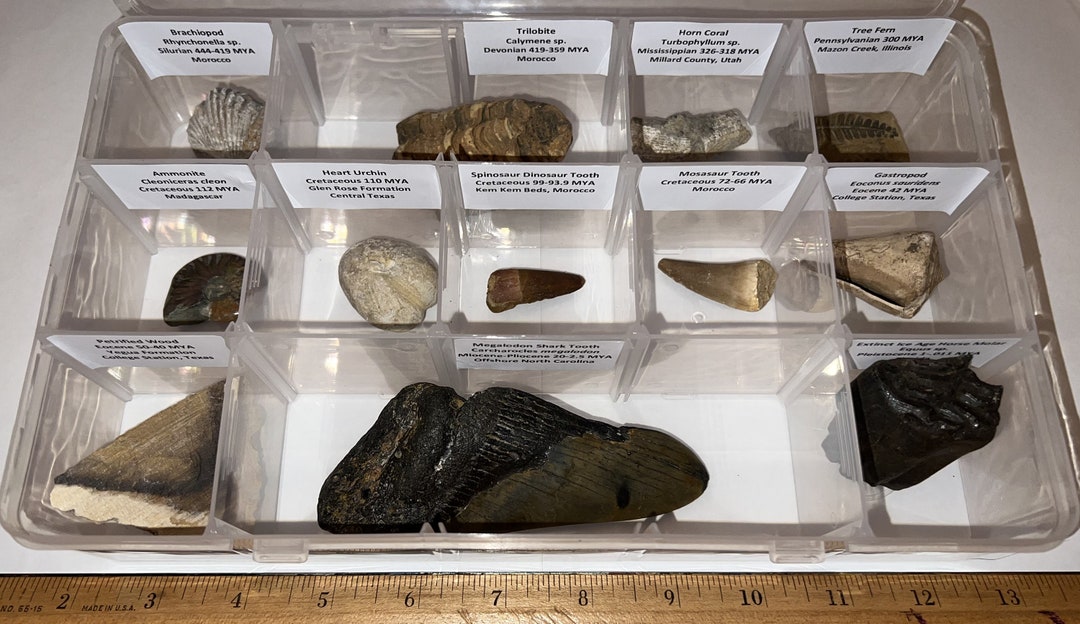Large Labeled REAL 12 Fossil Collection in a Clear Case - Etsy