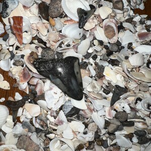 MEGALODON BEACH Shark Tooth Dig Kit With Real Fossil Shark | Etsy