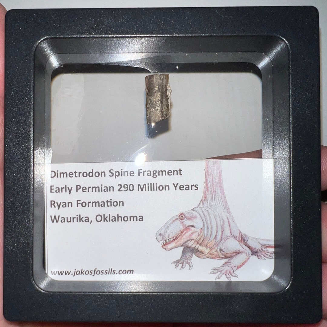 Framed Authentic Dimetrodon Fossil Spine Fragment Lot Pre Dinosaur Mammal Like Reptile From ...