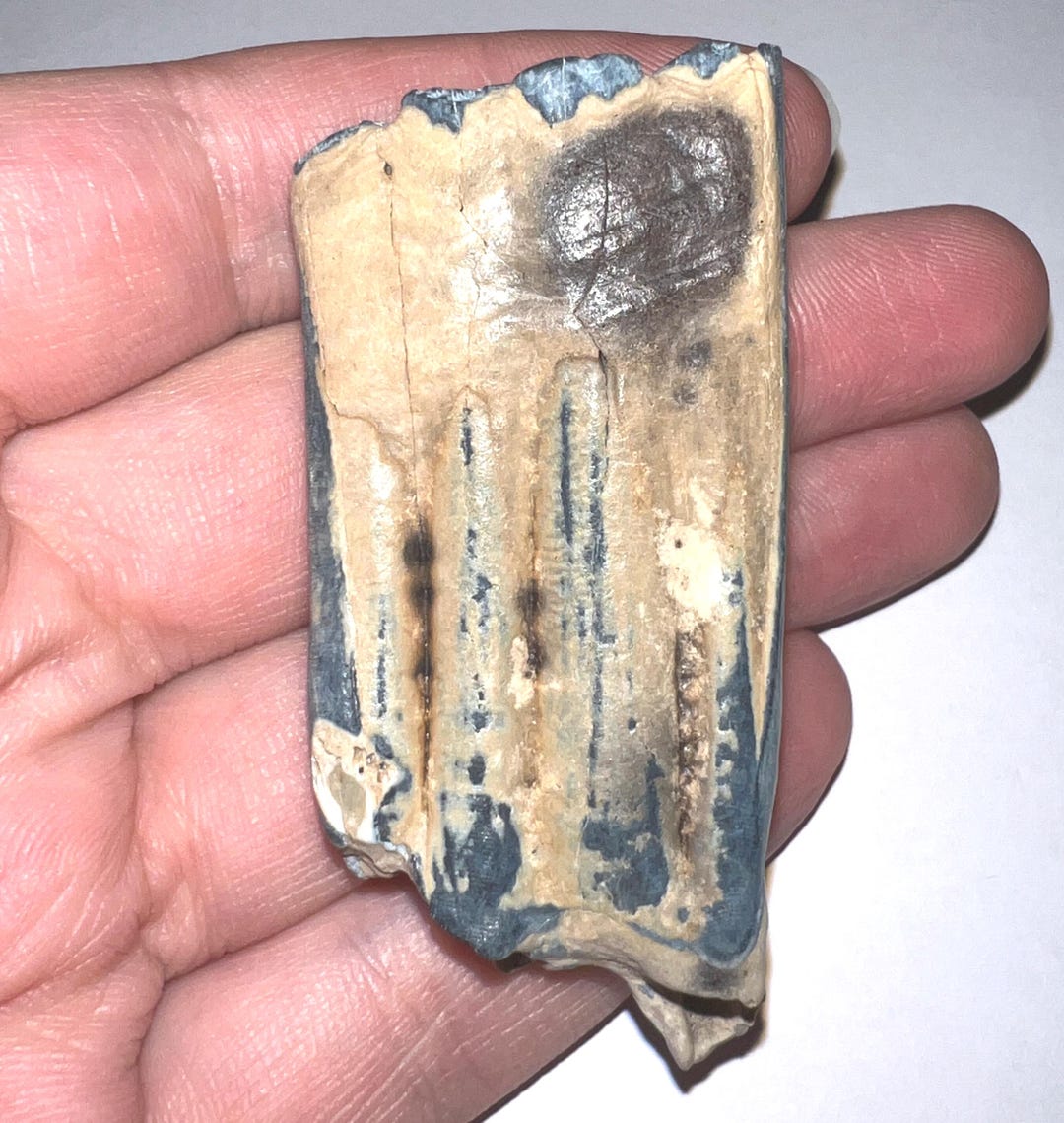 Huge Authentic Crystal Blue Extinct Ice Age Fossil Horse Tooth From the ...