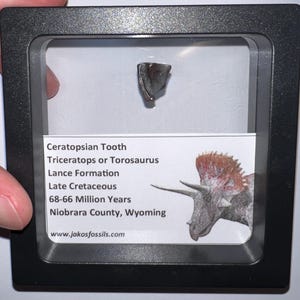 Framed Authentic Triceratops or Torosaurus Dinosaur Fossil Tooth From ...