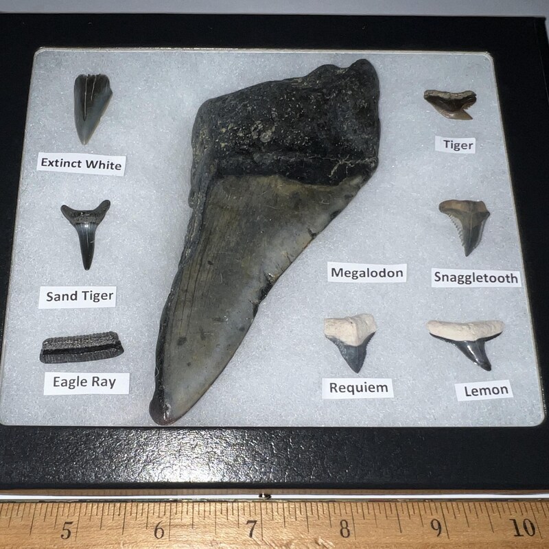 Shark Tooth Display - Etsy