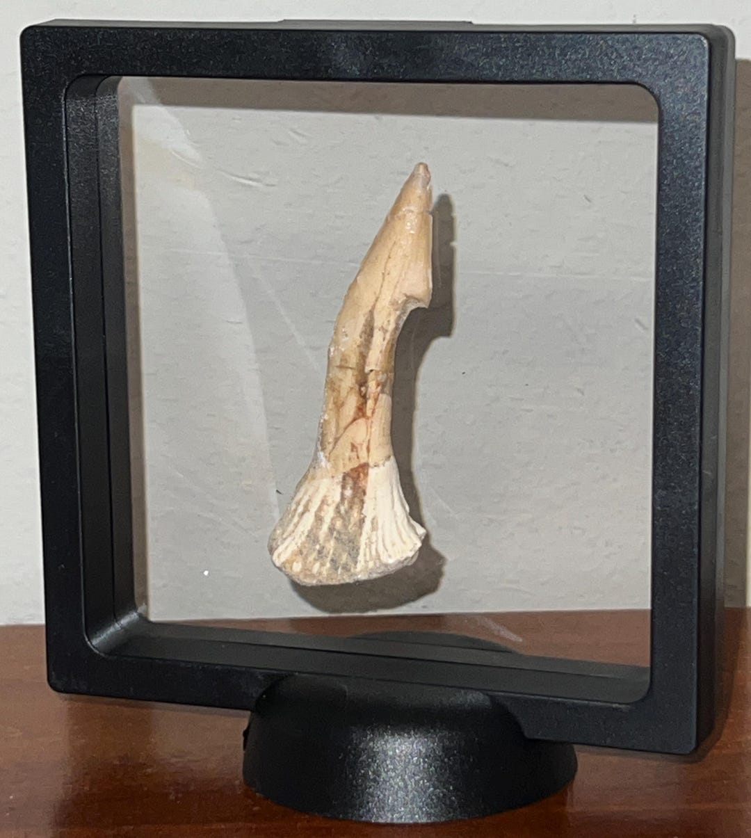 Huge Authentic Onchopristis Dinosaur Age Fossil Sawfish Tooth 2.74 ...