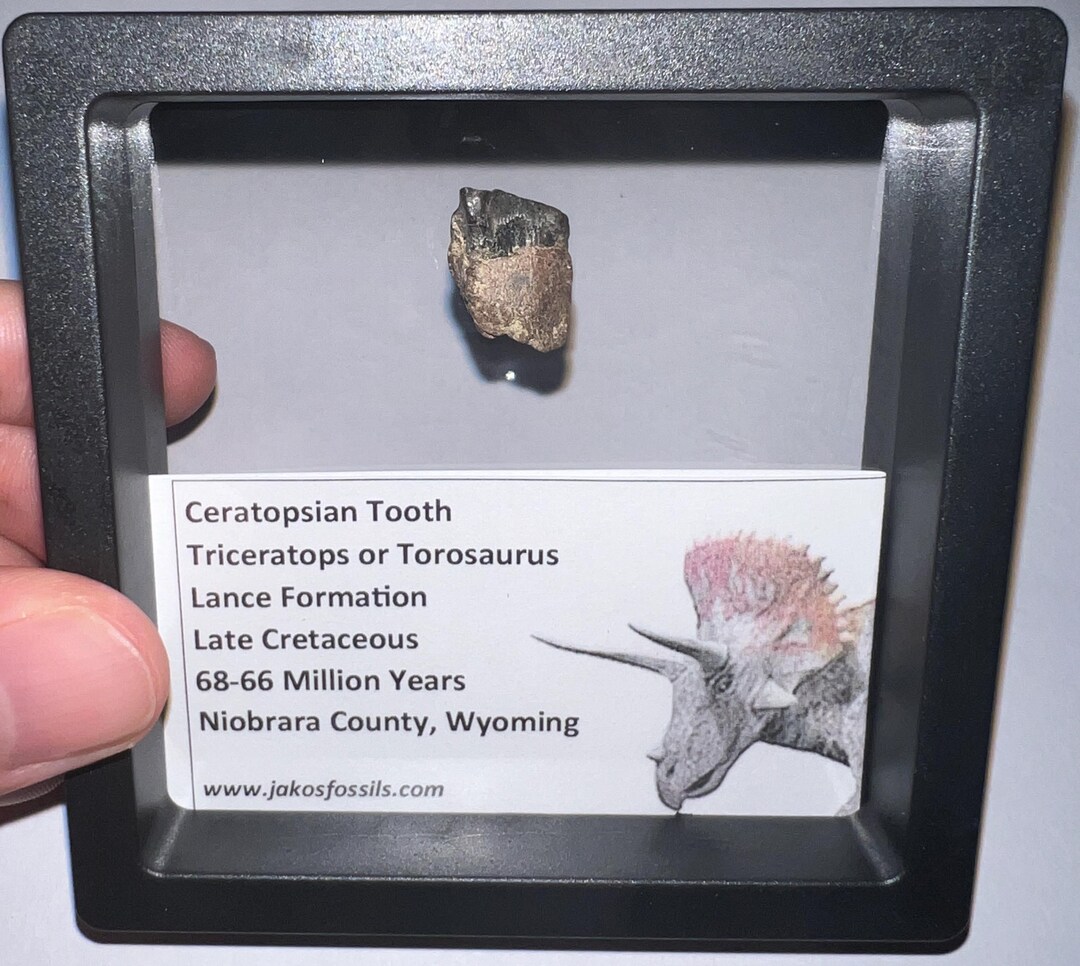 Framed Authentic Triceratops or Torosaurus Dinosaur Fossil Tooth From ...