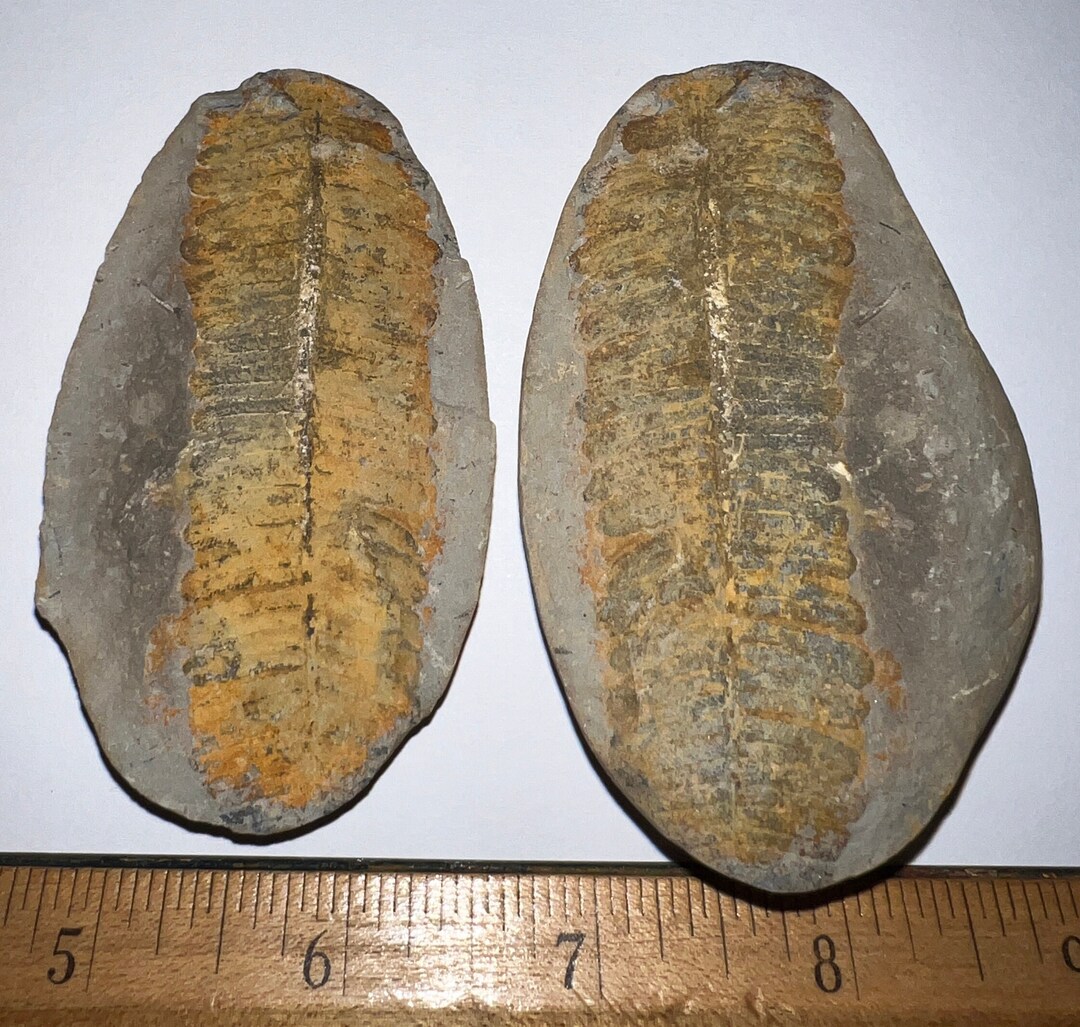 Large Mazon Creek Authentic Tree Fern Fossil Lot Both Halves 3 Inches ...