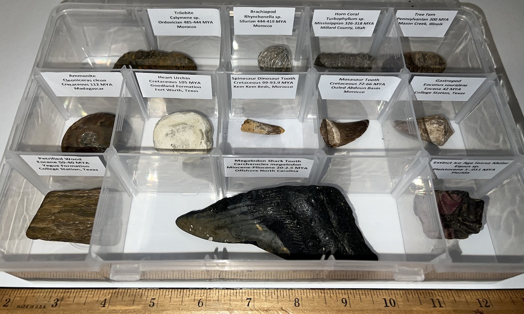 Large Labeled REAL 12 Fossil Collection in a Clear Case - Etsy
