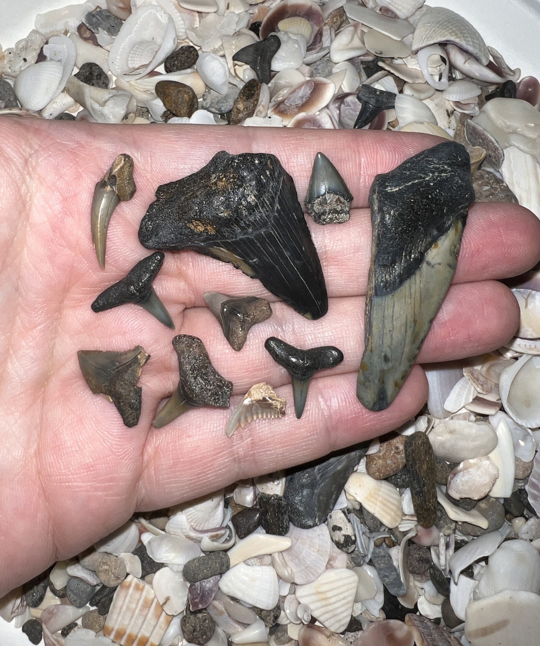 MEGALODON BEACH Shark Tooth Dig Kit With Real Fossil Shark Teeth and ID ...