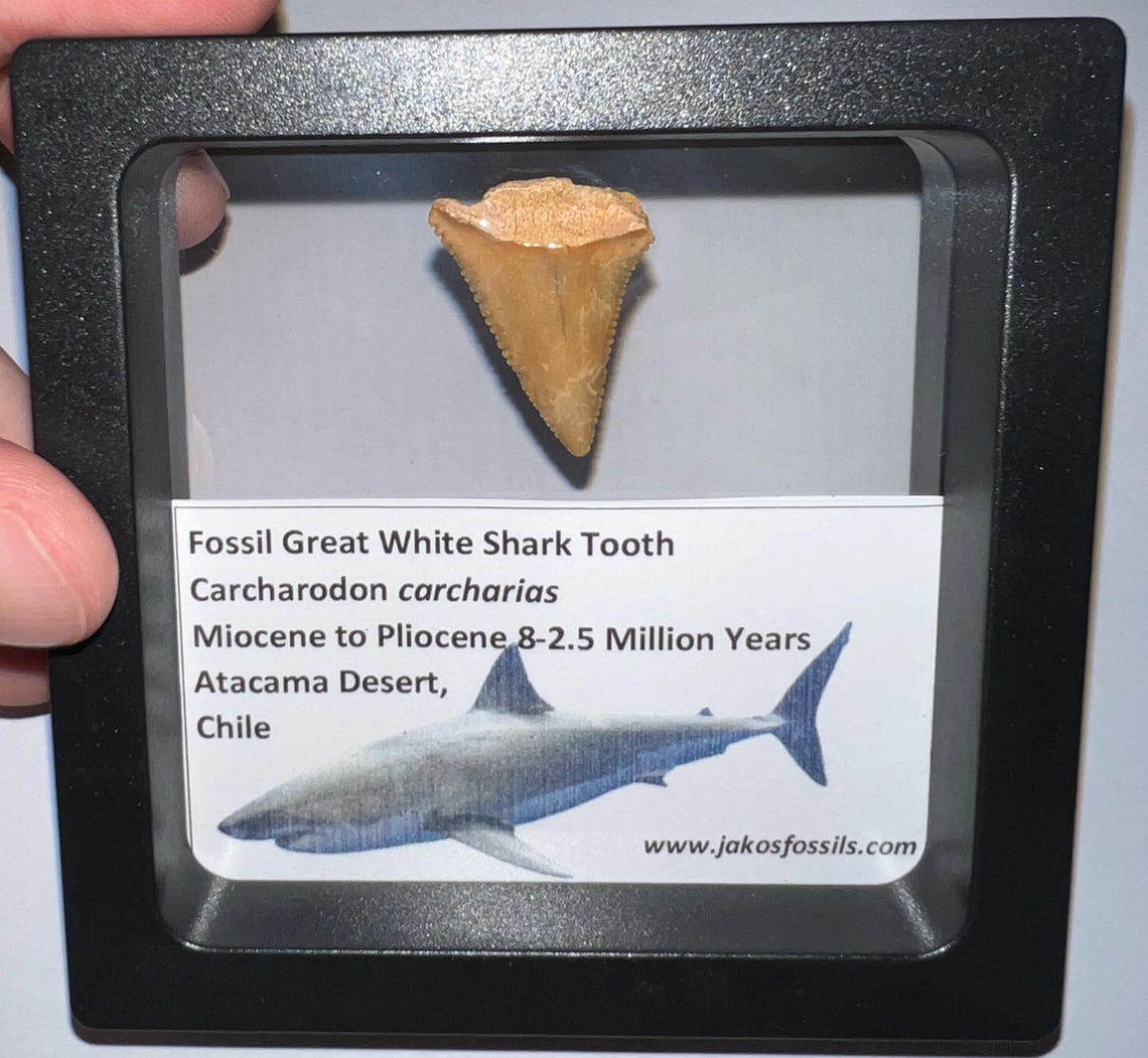 Framed Authentic CHILEAN Fossil Great White Shark Tooth Teeth Lot With ...