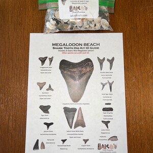 MEGALODON BEACH Shark Tooth Dig Kit With Real Fossil Shark | Etsy