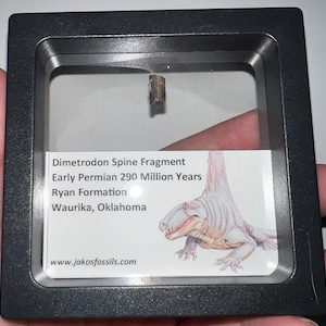 Framed Authentic Dimetrodon Fossil Spine Fragment Lot Pre Dinosaur ...