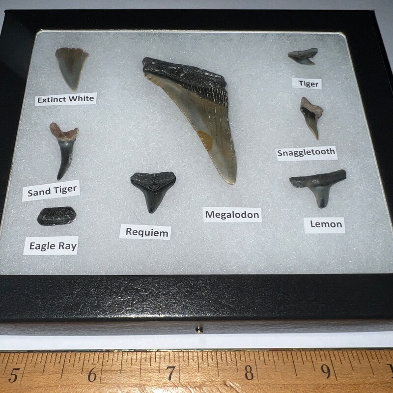 Shark Tooth Display - Etsy