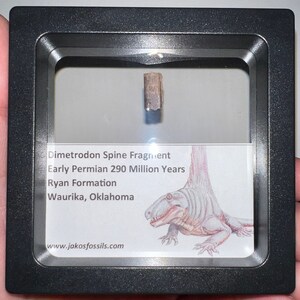 Framed Authentic Dimetrodon Fossil Spine Fragment Lot Pre Dinosaur ...