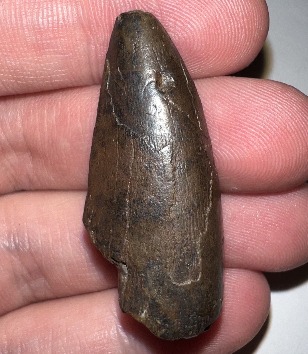 Authentic Tyrannosaurus Rex T-rex Fossil Dinosaur Tooth From Hell Creek ...