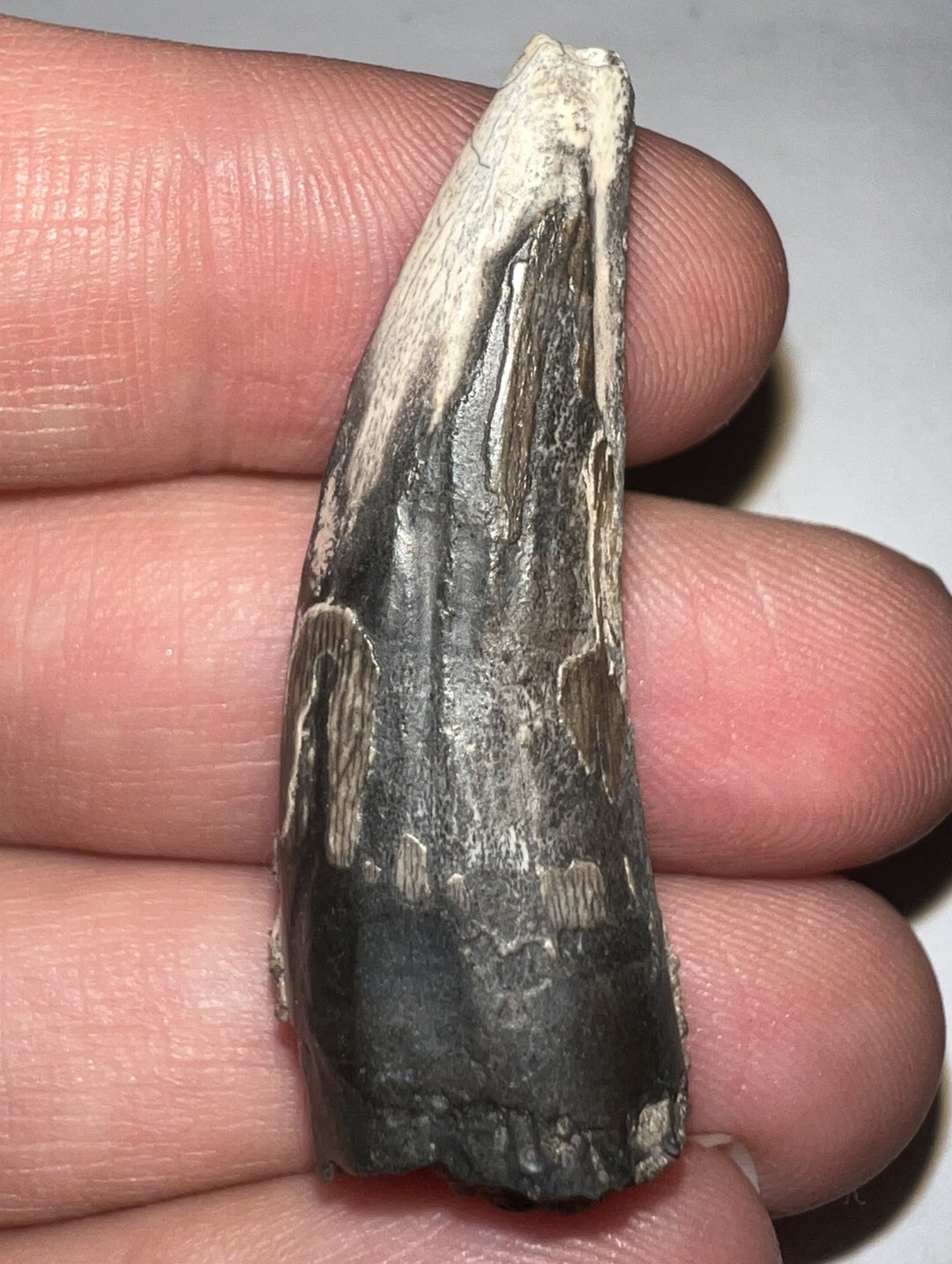 Super Rare Authentic Suchomimus Dinosaur Fossil Tooth! Spinosaurus ...
