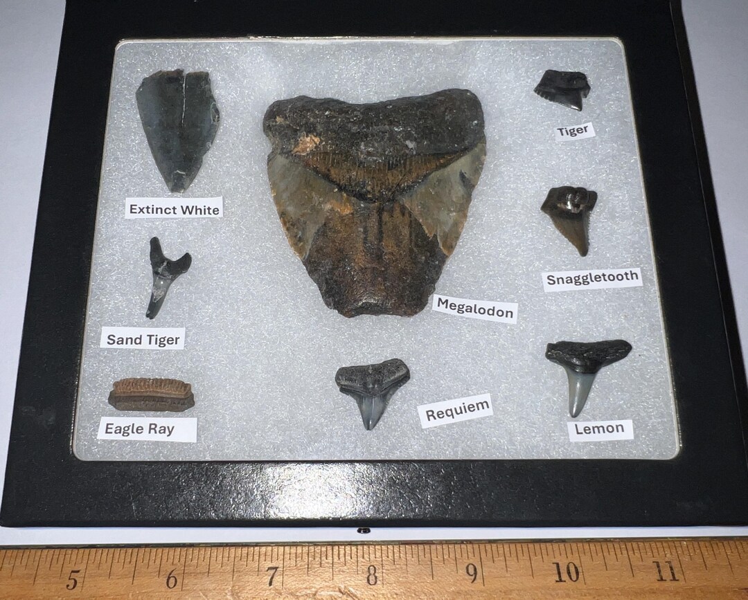 XL Beginner Megalodon Era Authentic Shark Teeth Collection in a Riker ...