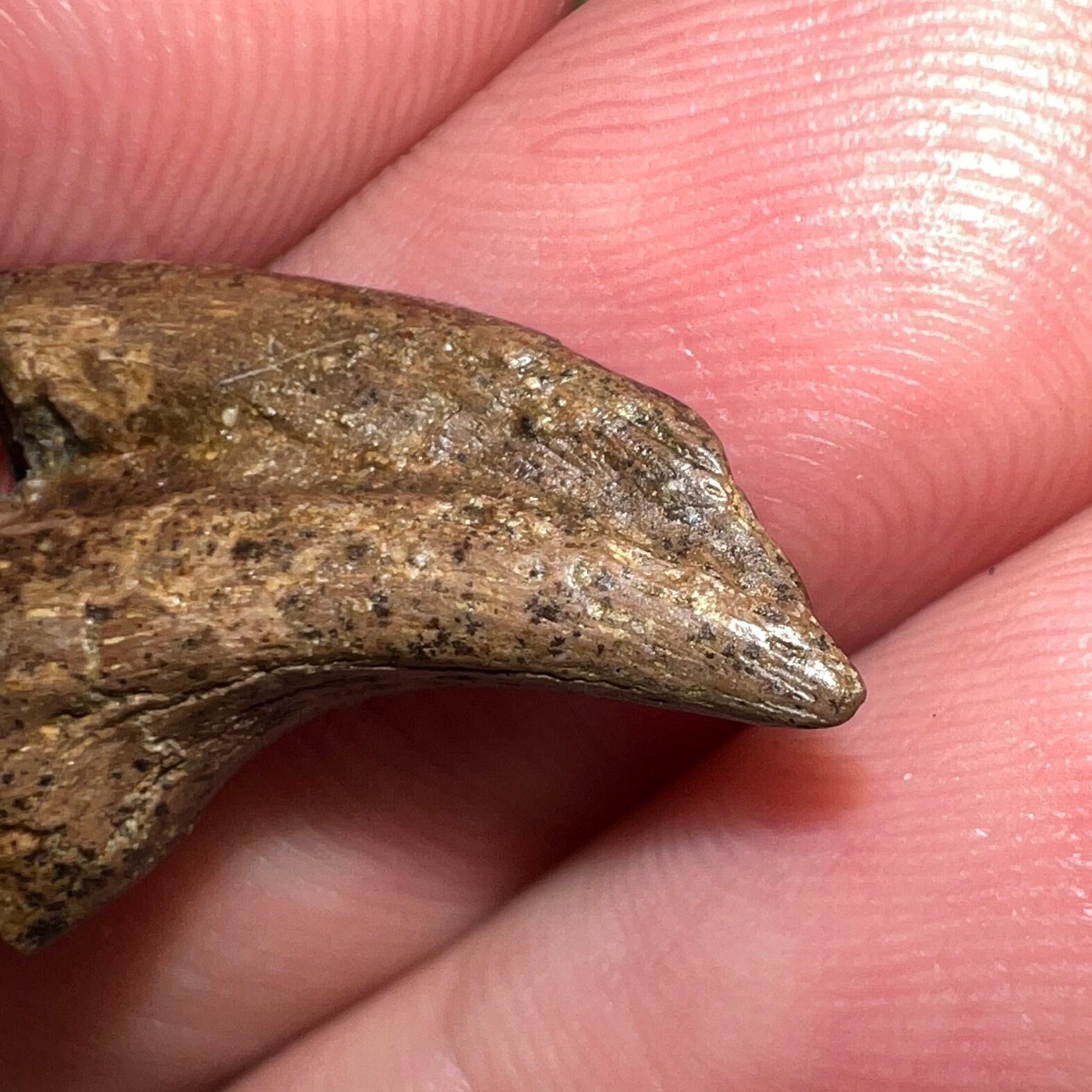 Rare Authentic Fossil Theropod Dinosaur Claw Anzu Wyliei From - Etsy