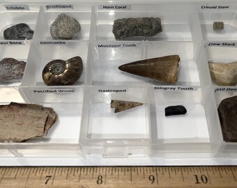 Real Authentic Fossilized Corax Shark Teeth 10 Piece Pack - Etsy