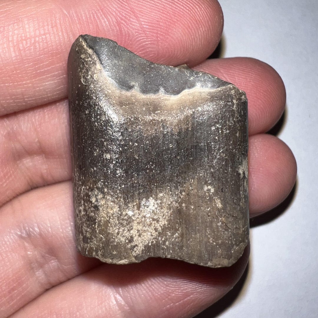 Authentic Ice Age Fossil Ground Sloth Tooth Megalonyx From the ...