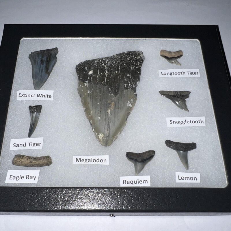 Shark Tooth Display - Etsy