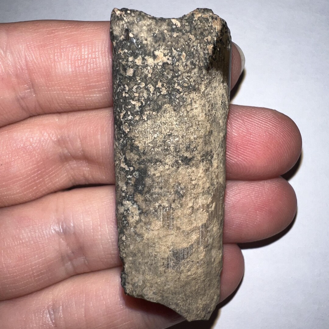 Large Authentic Ice Age Fossil Ground Sloth Tooth Megalonyx From ...