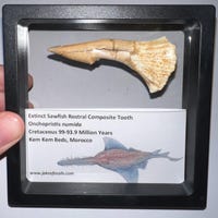 Five Excellent Mini to Small Fossilized Gar Fish Scales in a Gem Jar ...