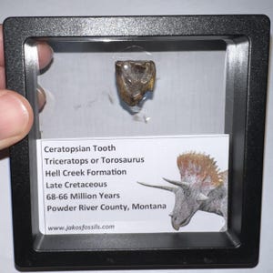 Framed Authentic Triceratops or Torosaurus Dinosaur Fossil Tooth From ...