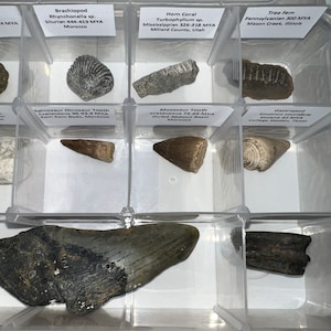 Large Labeled REAL 12 Fossil Collection in a Clear Case Includes Fact ...