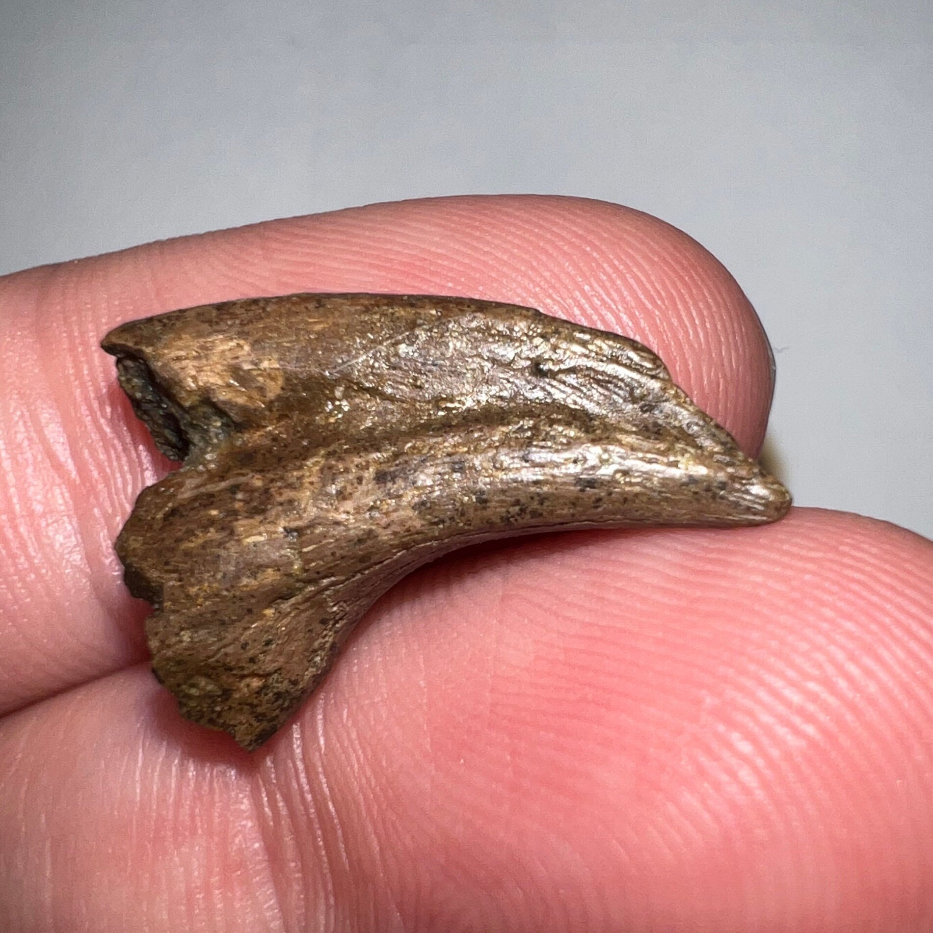 Rare Authentic Fossil Theropod Dinosaur Claw Anzu Wyliei From - Etsy