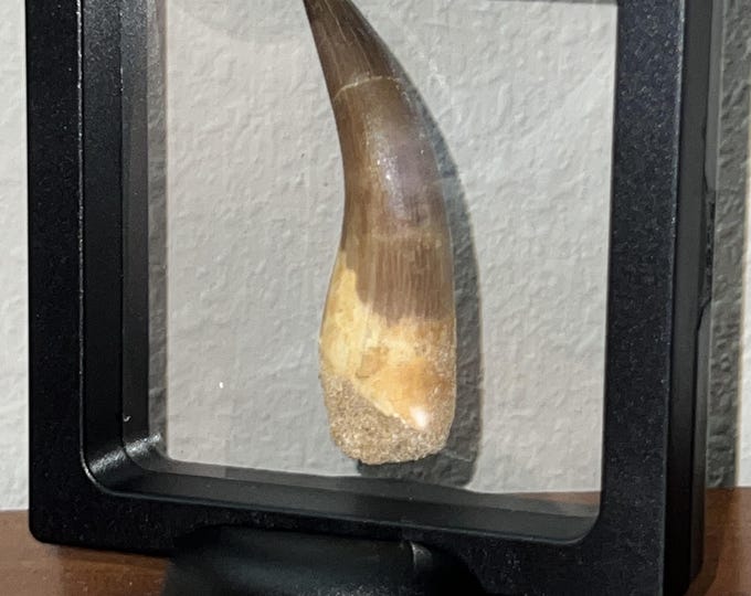 Huge Framed Authentic Plesiosaur Fossil Tooth 2.49 Inches Dinosaur Era ...