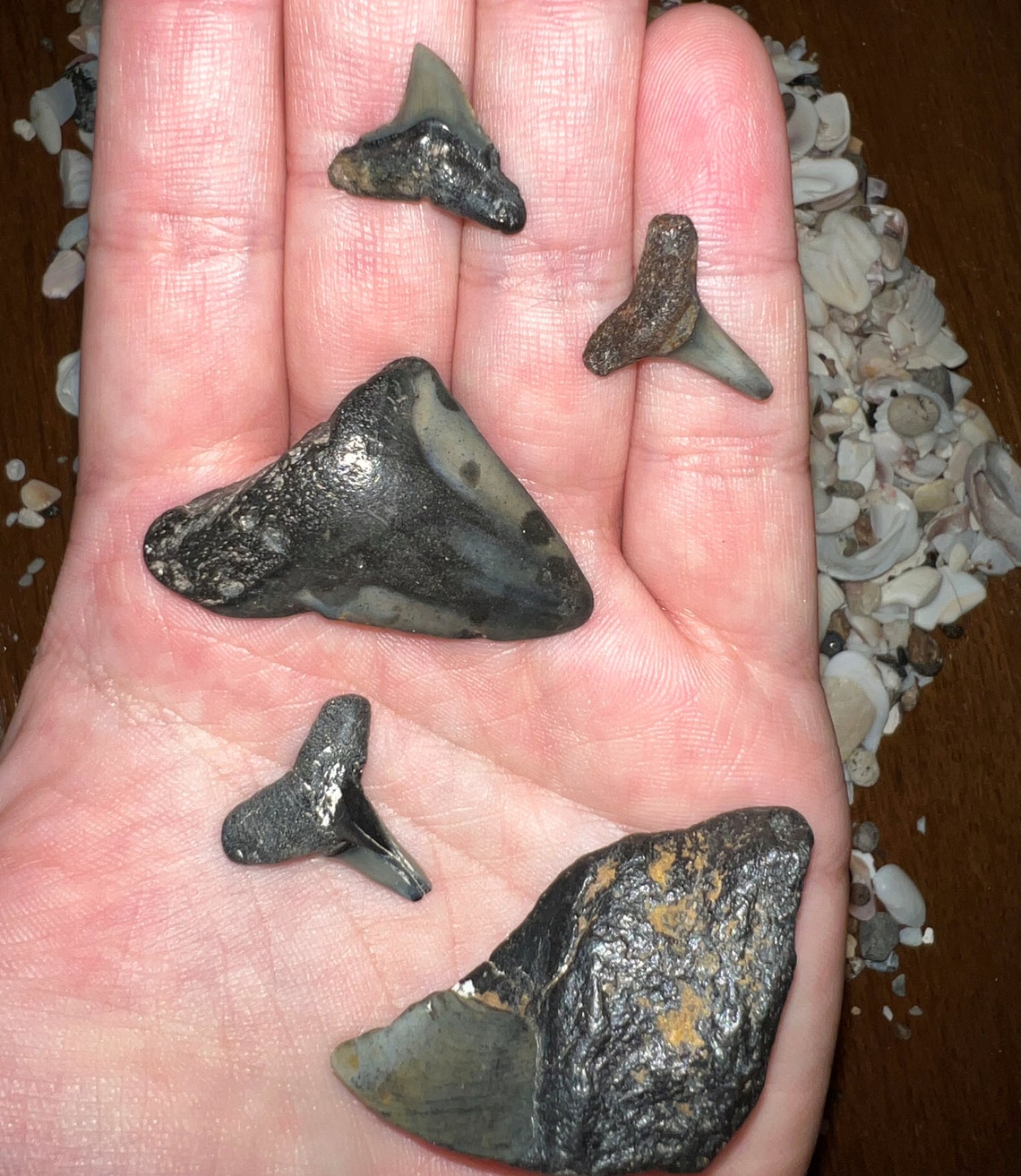 MEGALODON BEACH Shark Tooth Dig Kit With Real Fossil Shark | Etsy