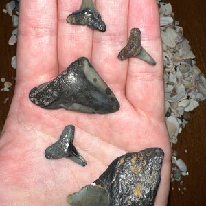 MEGALODON BEACH Shark Tooth Dig Kit With Real Fossil Shark | Etsy