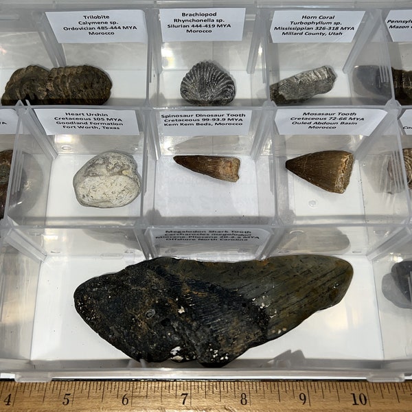 Dinosaur Fossil Real - Etsy