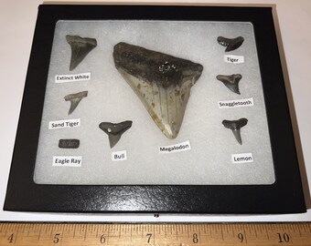 Shark Teeth Collection - Etsy
