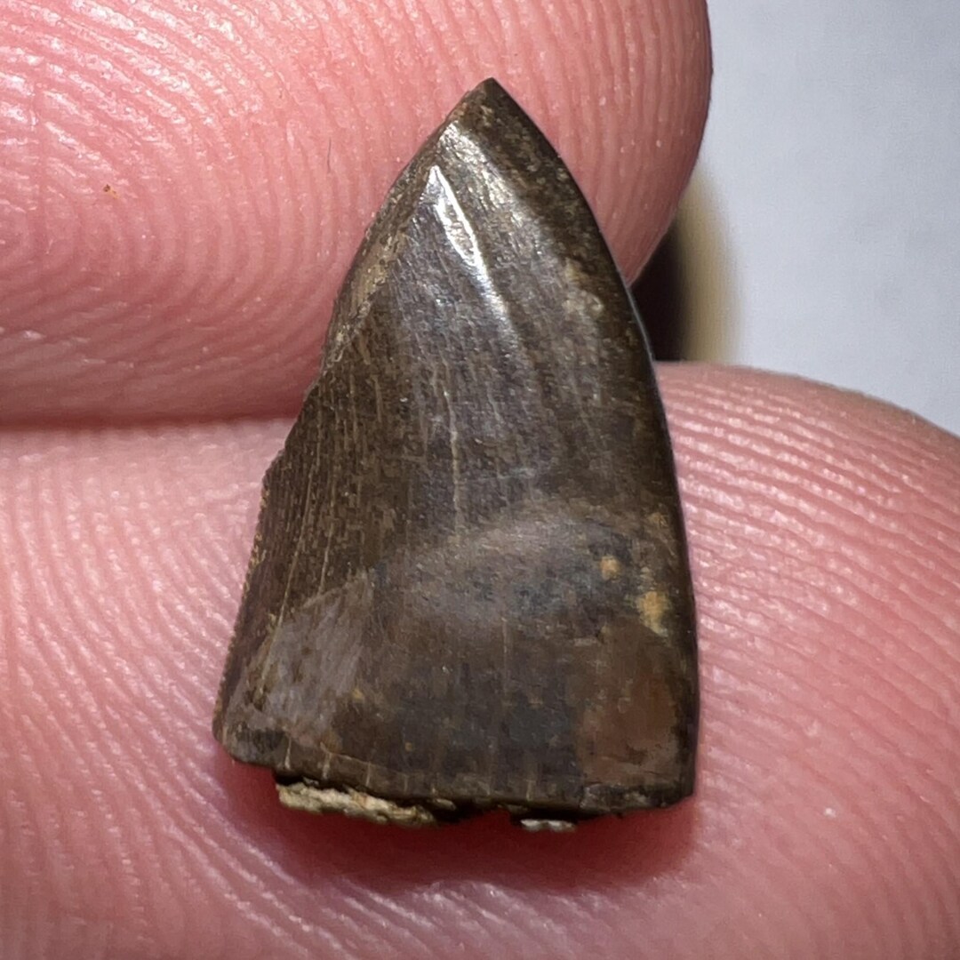 Rare Authentic Acheroraptor Dromaeosaur True Raptor Dinosaur Fossil ...