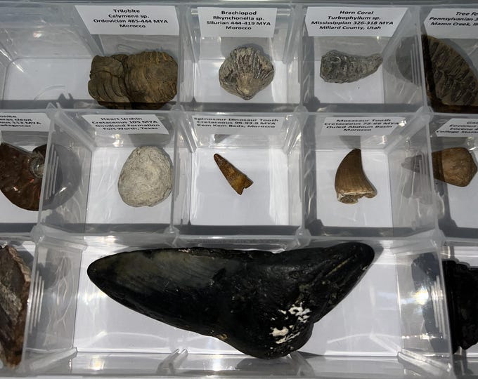 Large Labeled REAL 12 Fossil Collection in a Clear Case! Includes Fact ...