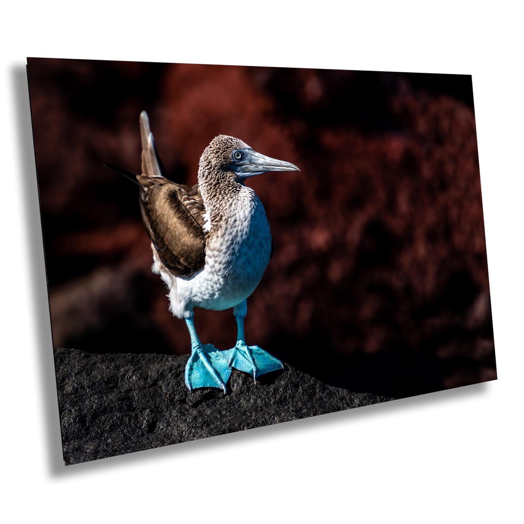 Blue Footed Booby Canvas Print: Galapagos Islands Bird Photography - Etsy