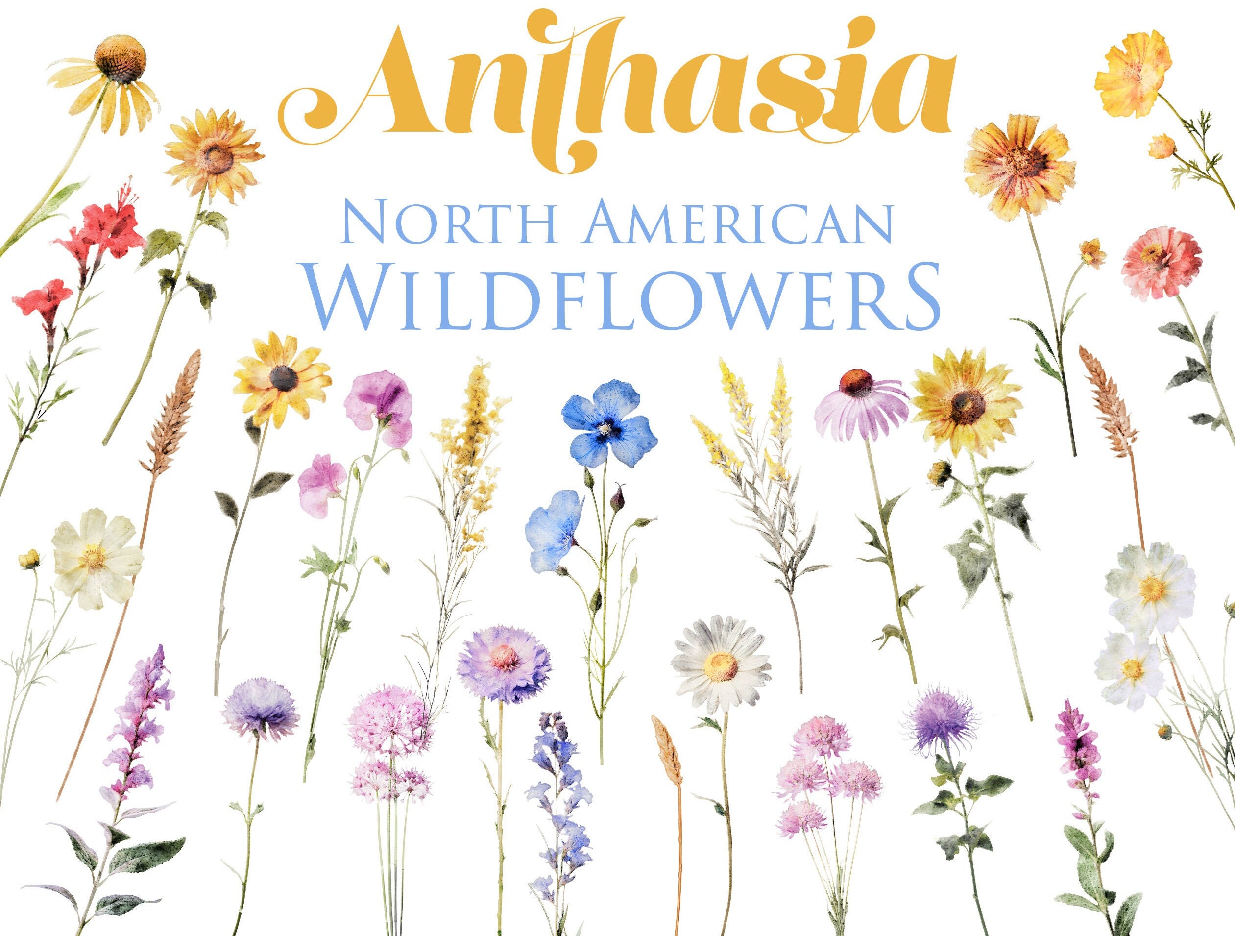 Wildflower Watercolor Clipart, Botanical Floral, Wild Flowers Floral ...