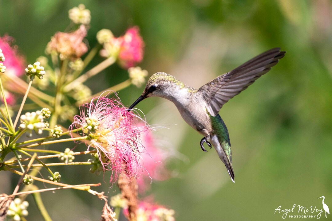 Hummingbird Photography Print: Mimosa Tree Summer Scene - Etsy