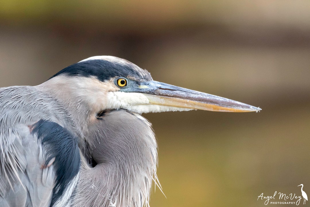 Great Blue Heron Portrait Photography Print, Wildlife Bird Fine Art ...