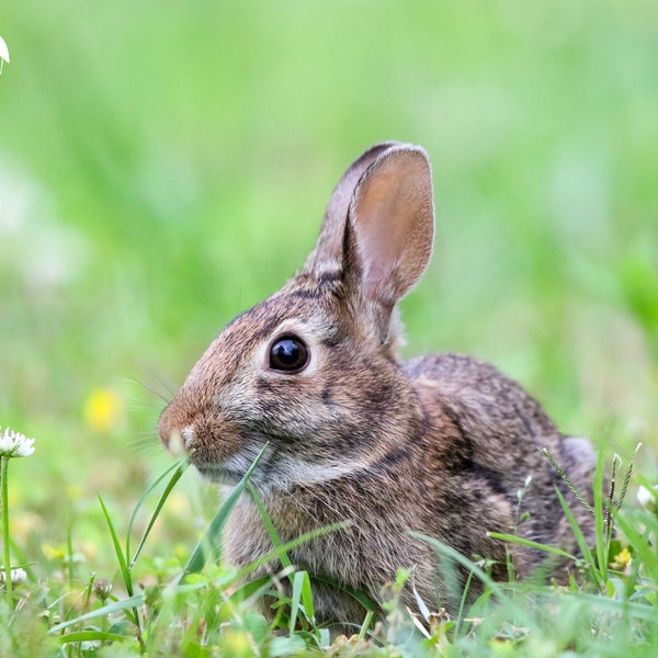 Rabbit Photography - Etsy