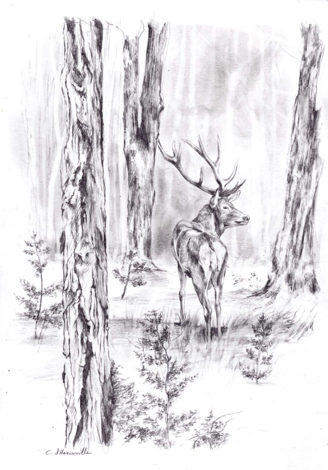 Deer in the Forest Original Drawing Art Print Animal Drawing ...