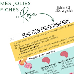 Hormones and Their Functions - Etsy