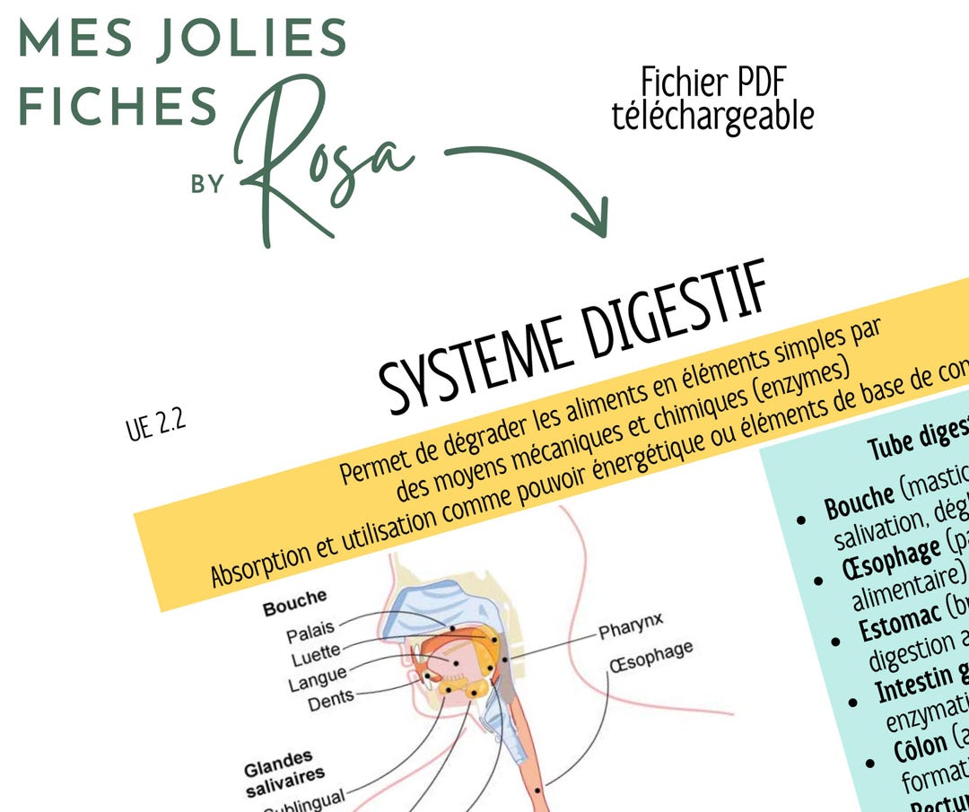 Digestive System Fact Sheet - Module 2.2 Nursing School - Etsy