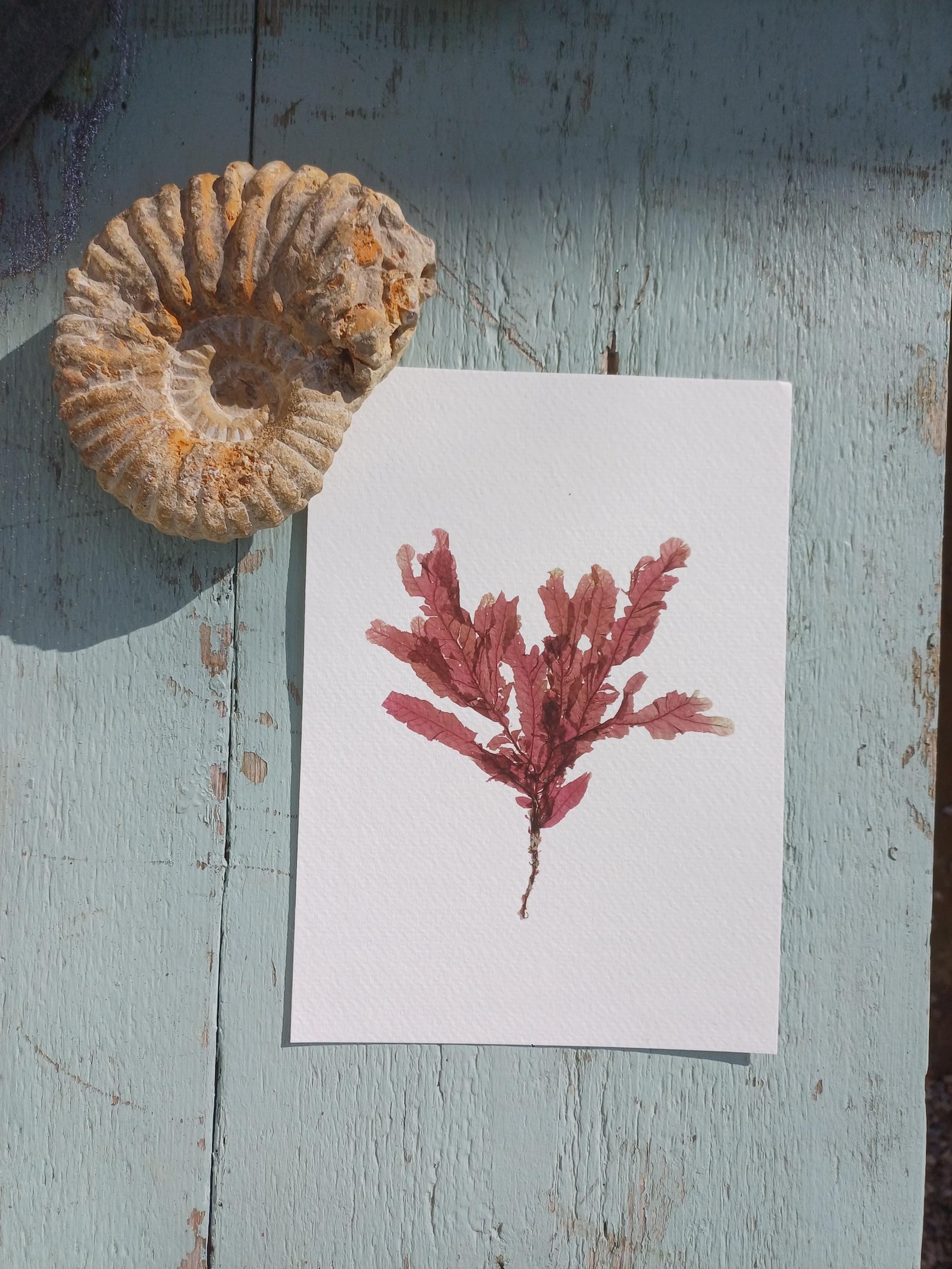 Original A5 Pressed Seaweed Art. not a Print - Etsy Canada