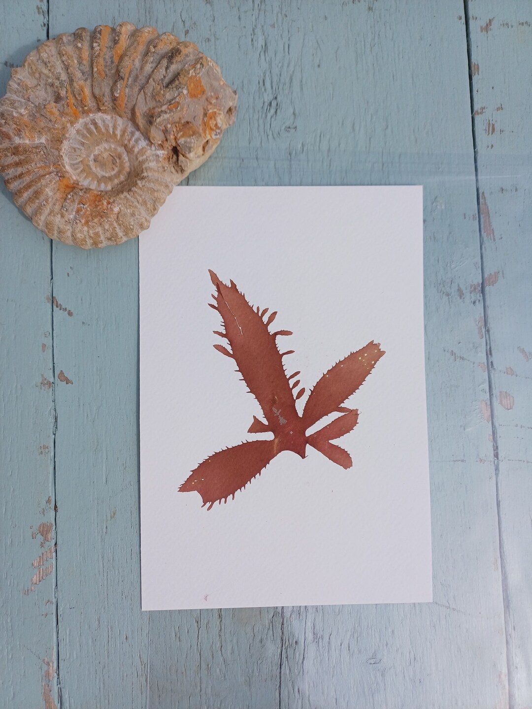 Original A5 Pressed Seaweed Art. not a Print - Etsy