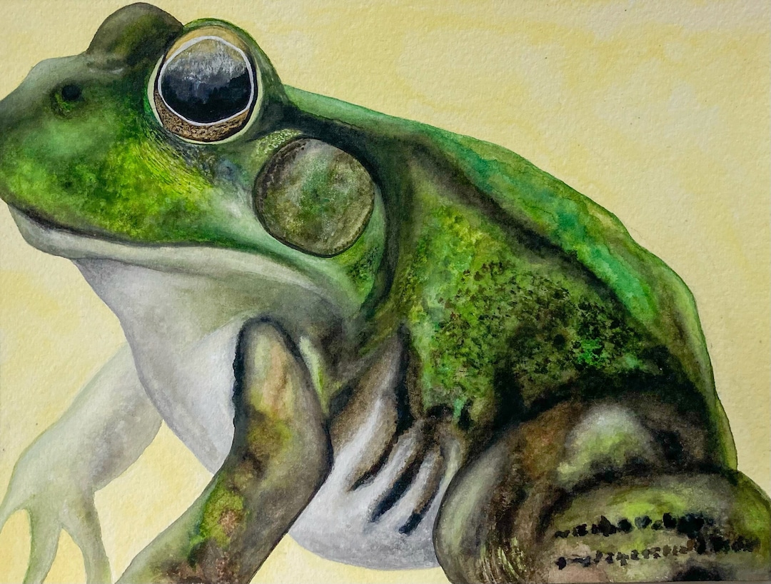 Female Bullfrog Original Watercolor Painting Print - Etsy
