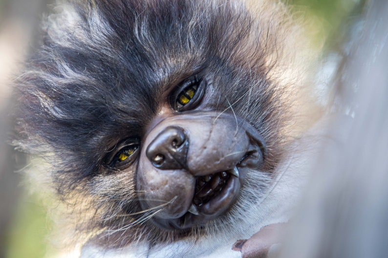 Lula Kane by Joe Bailey Reborn Hybrid Warewolf Alternative Baby Doll ...