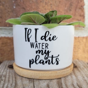 Sassy Sayings Ceramic Plant Pot, Succulent Plant Pots With Sayings ...