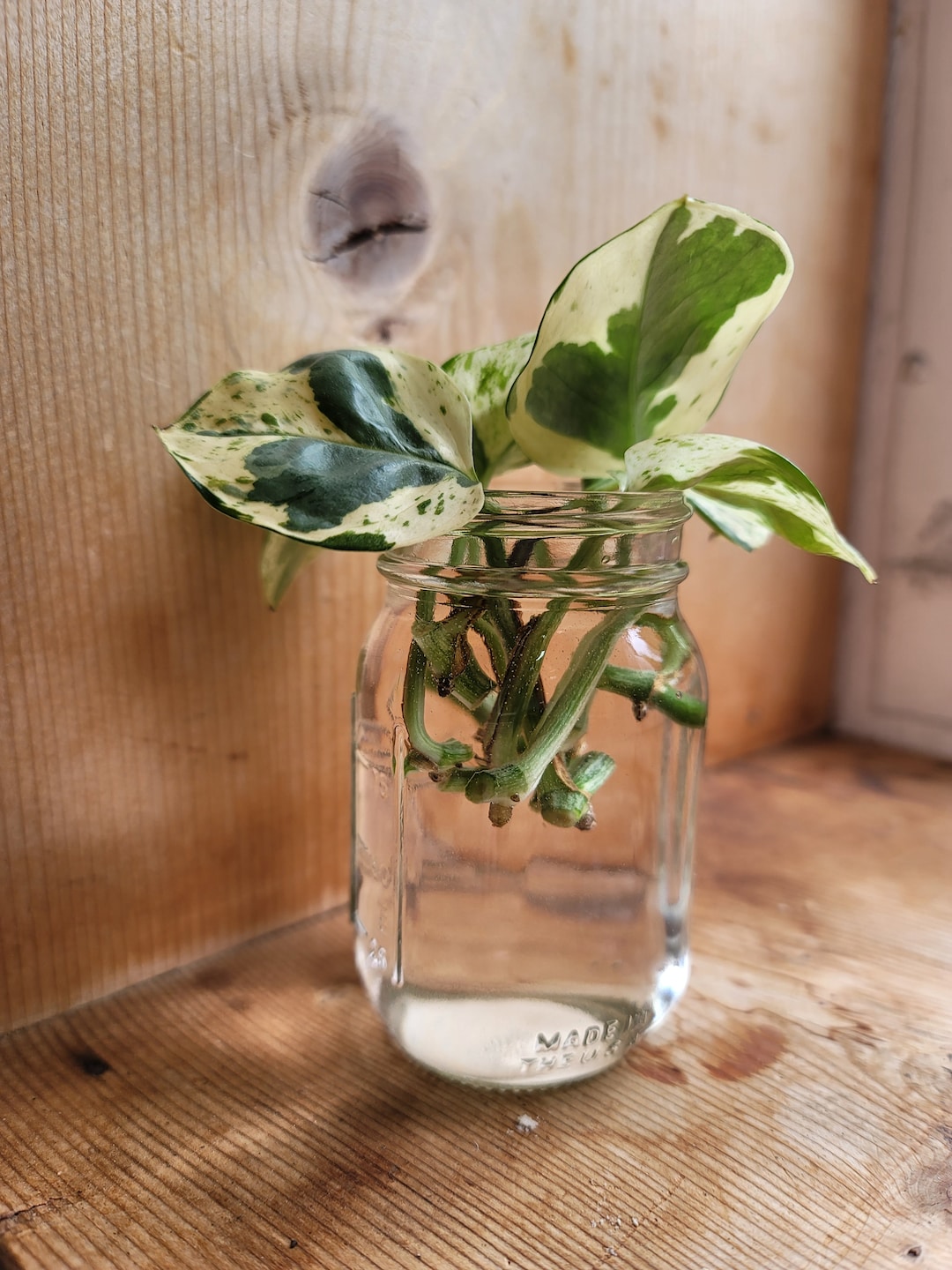 Miniature Mason Jar Propagation Bottle, Water Propagation Jar, Rooting ...